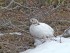 Perdrix ou gélinotte? - Go oiseaux!