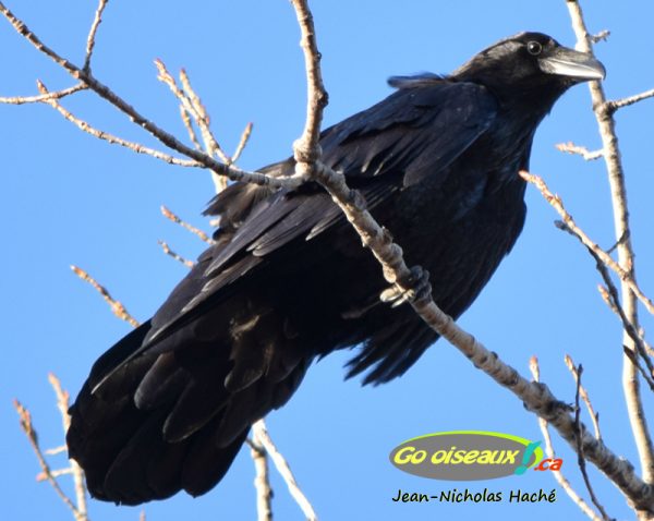 Grand Corbeau - Go oiseaux!