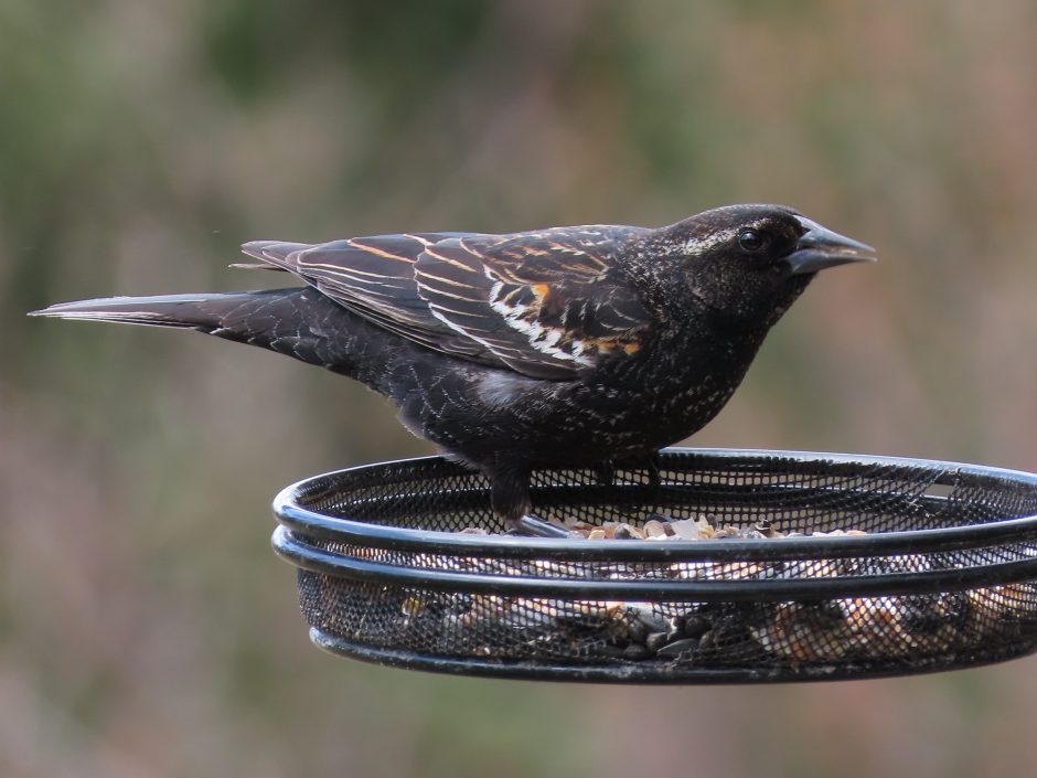 Carouge à épaulettes - Go oiseaux!