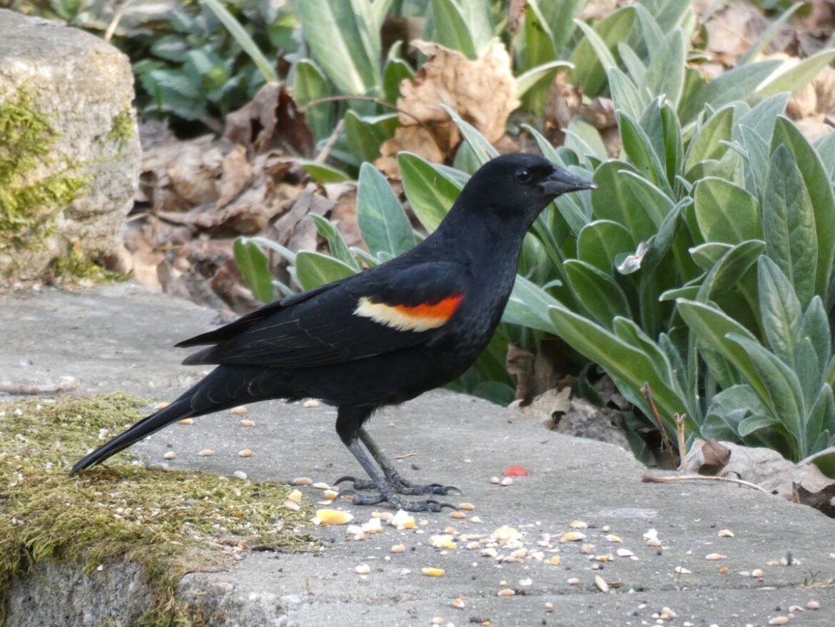 Carouge à épaulettes - Go oiseaux!