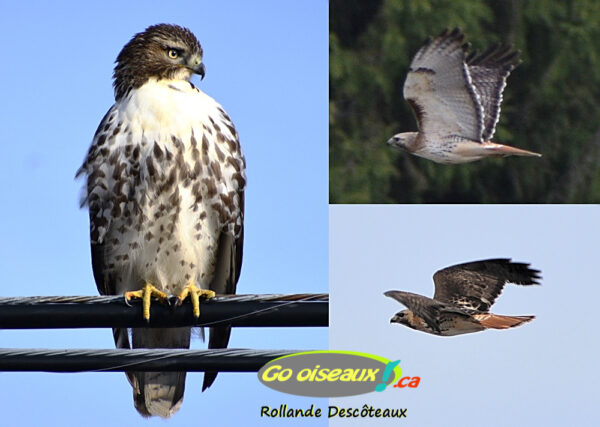 Buse à queue rousse - Go oiseaux!