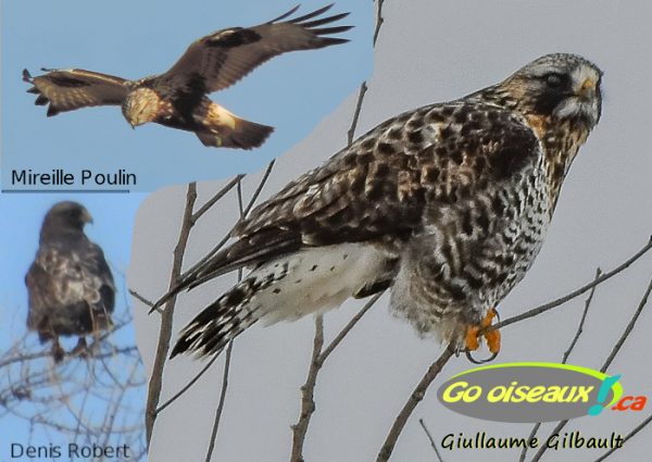 Buse pattue - Go oiseaux!