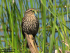 Carouge à épaulettes - Go oiseaux!