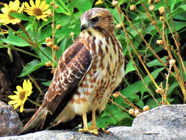 Petite Buse - Go oiseaux!