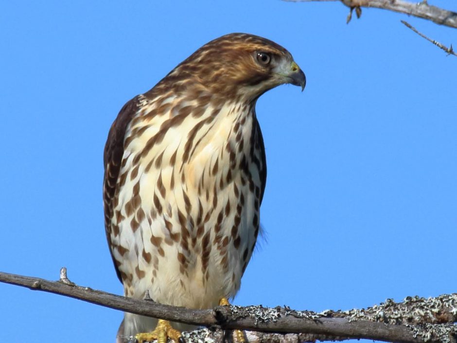 Petite Buse - Go oiseaux!