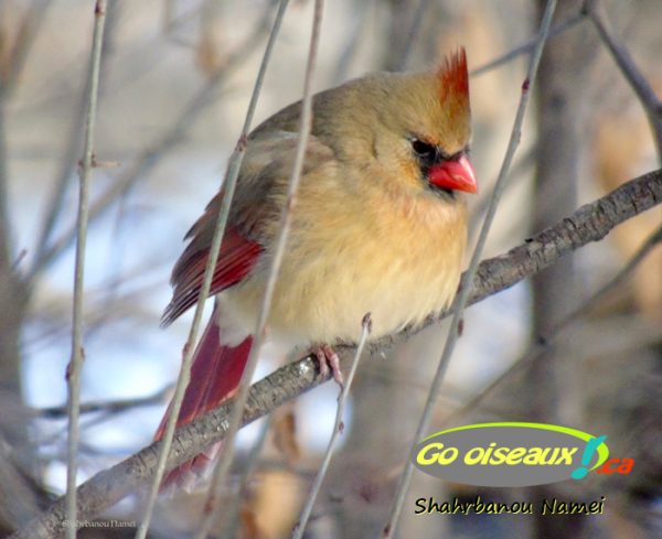 Cardinal rouge - Go oiseaux!
