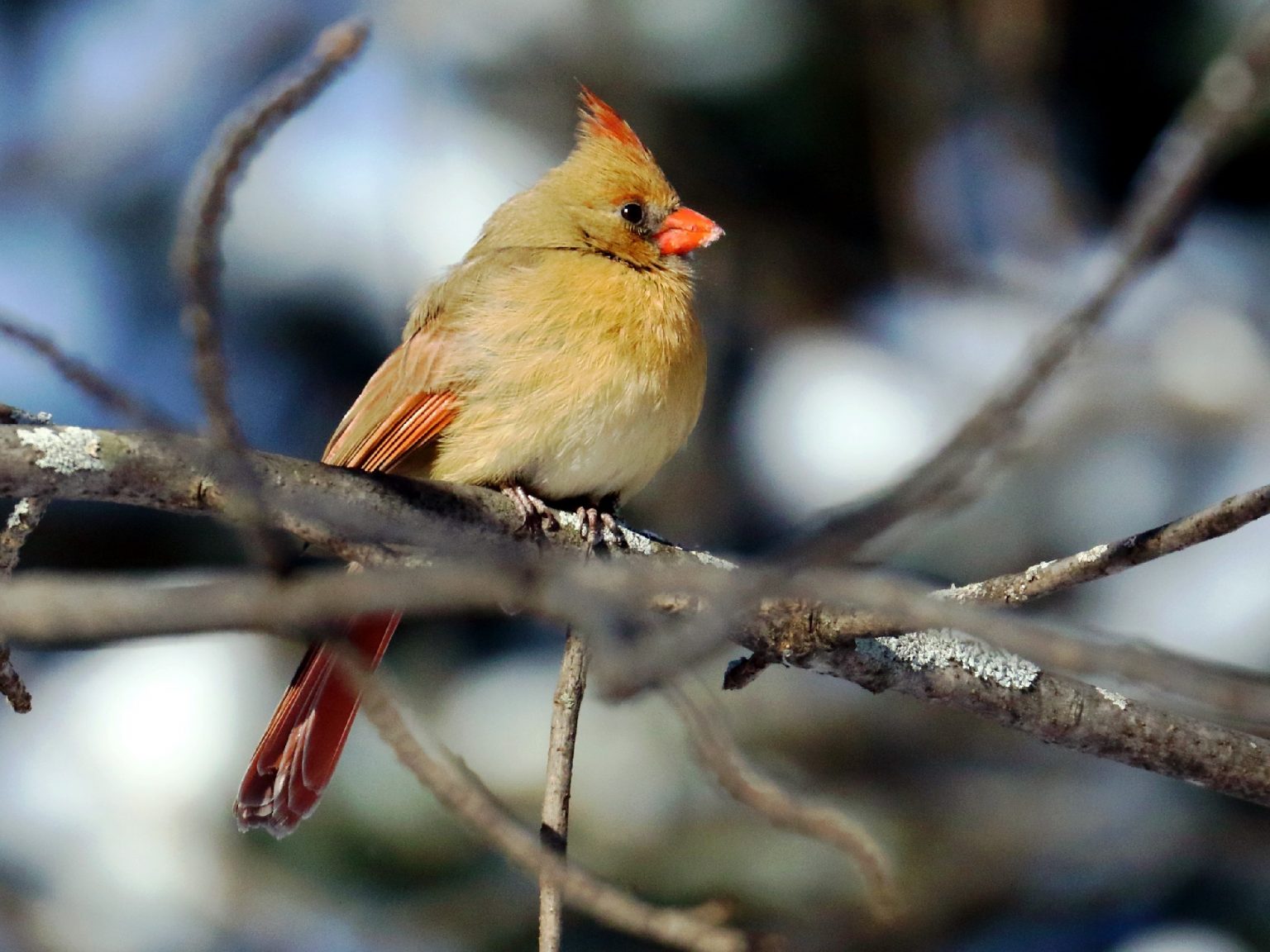 Cardinal rouge - Go oiseaux!