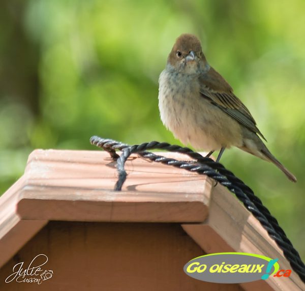 Passerin indigo - Go oiseaux!