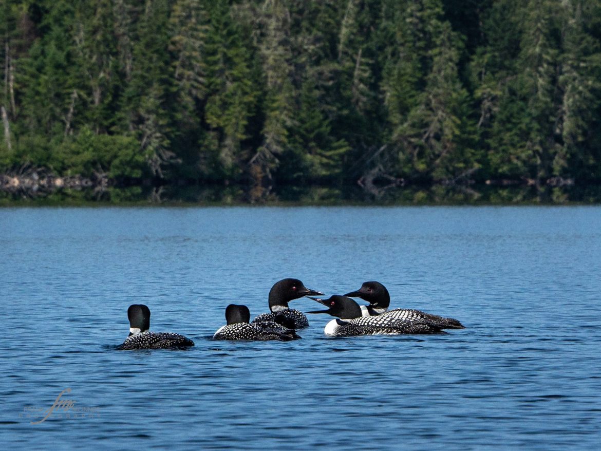 Plongeon huard - Go oiseaux!