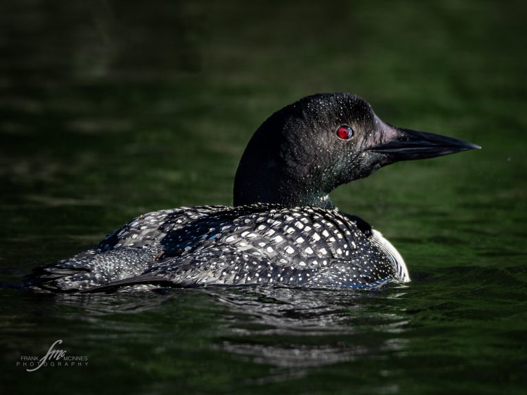 Plongeon huard - Go oiseaux!