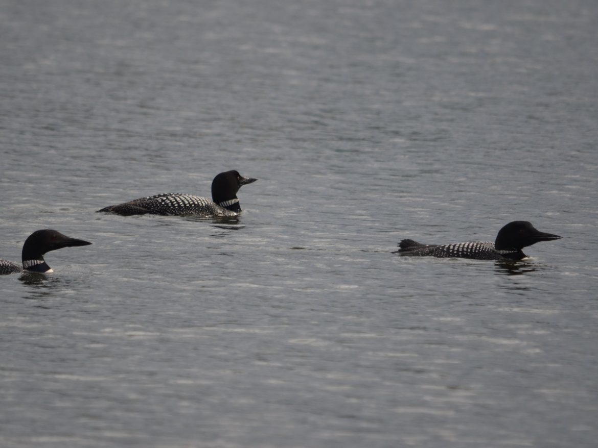 Plongeon huard - Go oiseaux!