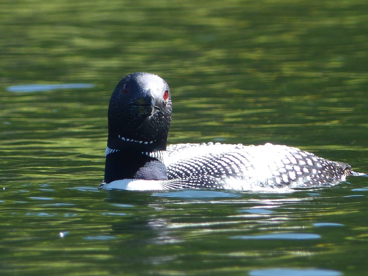 Plongeon huard - Go oiseaux!