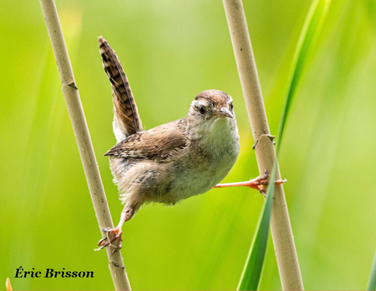Calendrier des oiseaux du Québec 2023 - Go oiseaux!