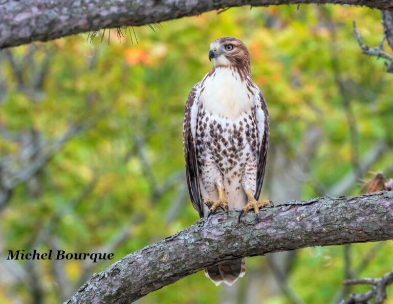 Calendrier des oiseaux du Québec 2023 - Go oiseaux!